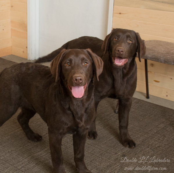 Saskatchewan Lab breeder | CKC Lab pups