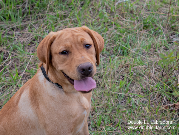 Double LL Farm Labradors