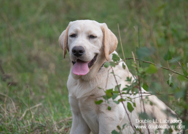Double LL Farm Labradors