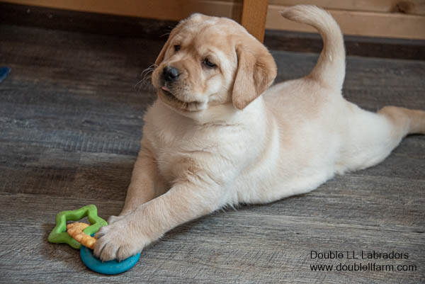 Double LL Farm Labradors