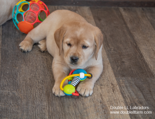 Double LL Farm Labradors