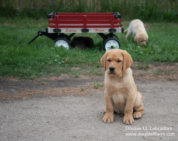 Double LL Farm Labradors