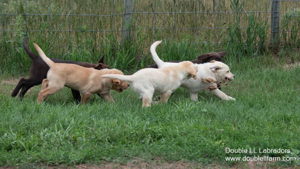Double LL Farm Labradors