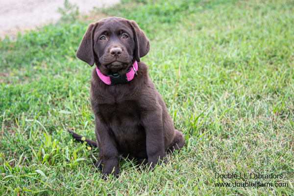 Double LL Farm Labradors