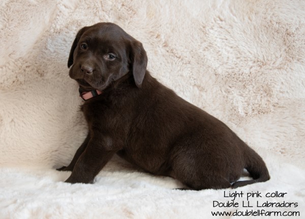 Double LL Farm Labradors