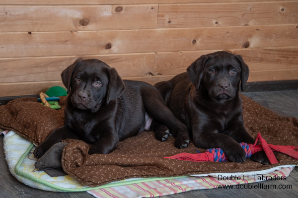 Double LL Farm Labradors